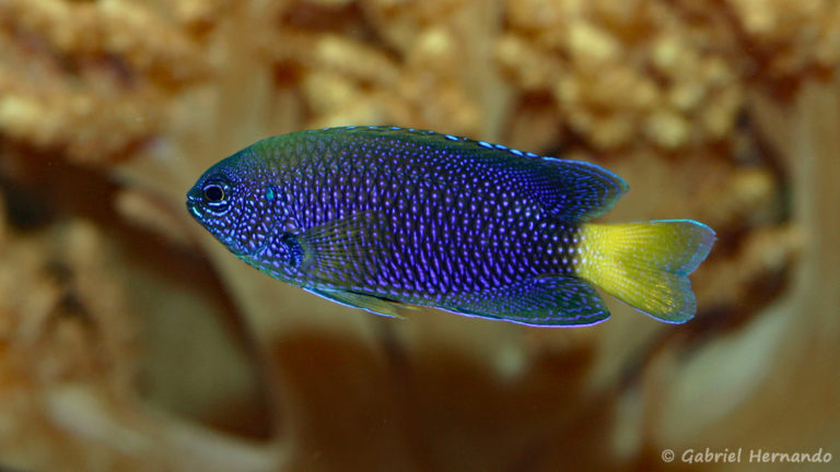 Pomacentrus similis - Les Aqua'Pages de Gabriel